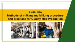 Milking Methods and Procedures for Quality Milk | PDF | Dairy | Milk