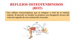 Reflejos Osteotendinosos: Bicipital y Tricipital | PDF