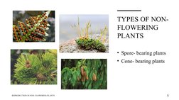 Spore and Cone Bearing Plant Reproduction | PDF | Plants | Flowers