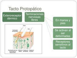 Tacto Protopático y Epicrítico en Kinesiología | PDF | Piel | Neurobiología