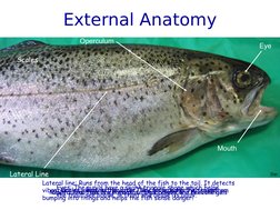 Anatomy of Rainbow Trout Dissection | PDF | Stomach | Digestion