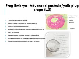 Frog Embryonic Development Stages | PDF | Zoology | Developmental Biology