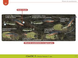 Rituais de Acasalamento Animal | PDF