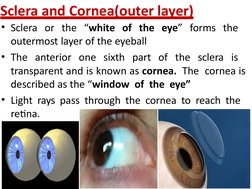 Anatomy and Physiology of the Eye | PDF | Visual System | Human Eye