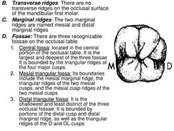 Buccal and Occlusal Aspects of Mandibular First Molar | PDF | Dentistry ...