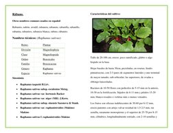 Manual del Cultivo de Rábano | PDF | Plantas | Agronomía