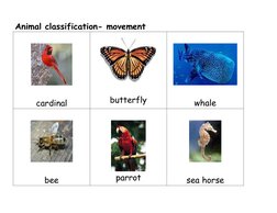 Animal Movement Sorting Activity | PDF
