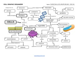 Cell Graphic Organizer Answer Key | PDF