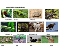 Animales Típicos de Tabasco | PDF