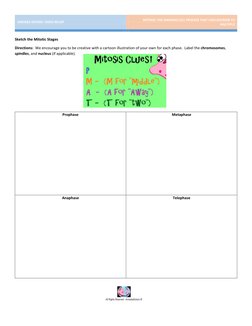 Mitosis Overview and Worksheet Guide | PDF | Mitosis | Cell Anatomy