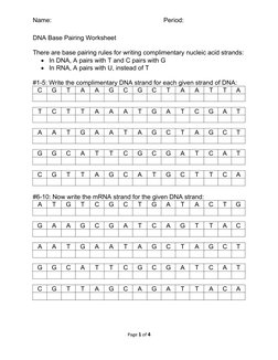 DNA Base Pairing Activity Worksheet | PDF | Genetic Code | Base Pair