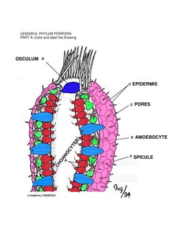 Labeled Anatomy of Sponges Worksheet | PDF | Sponge | Cell (Biology)