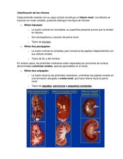 Anatomía del Riñón y Pelvis Renal en Animales | PDF | Riñón | Abdomen