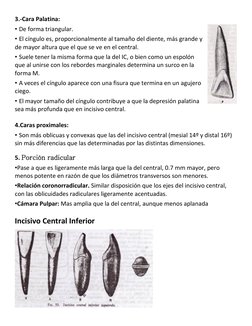 Morfología del Incisivo Central Superior | PDF | Odontología | Ramas de ...