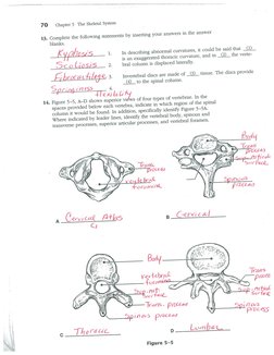 The Skeletal System Answer Key | PDF