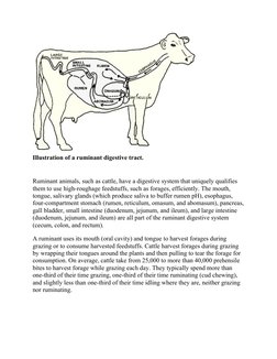 Ruminant Digestive System Anatomy | PDF | Ruminant | Human Digestive System