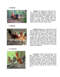 Native Chicken Breeds in the Philippines | PDF | Chicken | Poultry Farming