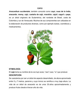 El Cayú: Usos y Cultivo del Anacardo | PDF | Hogar, jardinería y ...
