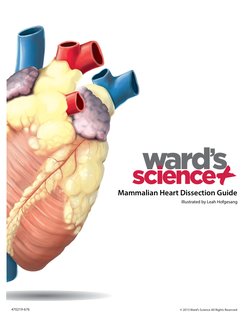 Mammalian Heart Dissection Overview | PDF | Heart Valve | Heart