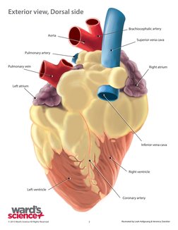 Mammalian Heart Dissection Overview | PDF | Heart Valve | Heart