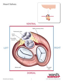 Mammalian Heart Dissection Overview | PDF | Heart Valve | Heart