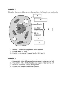 Grade 9 Cell Diagram Worksheet | PDF