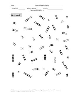Human Karyotyping Lab Activity | PDF | Karyotype | Chromosome
