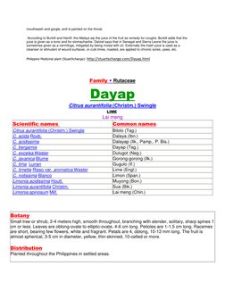 Dayap: Uses and Benefits of Lime | PDF | Citrus | Lime (Fruit)