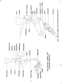 External Anatomy of the Frog | PDF | Vertebra | Peritoneum