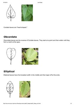 Common Leaf Shapes Explained | PDF | Leaf | Botany