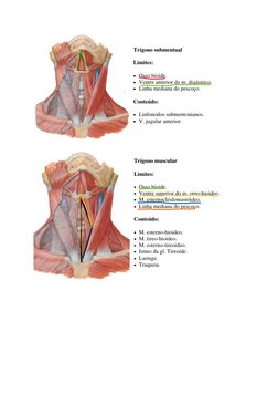Anatomia dos Trígonos do Pescoço | PDF | Pescoço | Tireoide