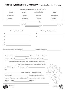 Year 8 Photosynthesis Learning Guide | PDF | Leaf | Photosynthesis
