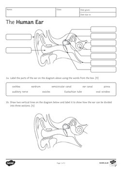 Human Ear Labeling Worksheet | PDF | Ear | Hearing