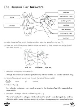 Human Ear Labeling Worksheet | PDF | Ear | Hearing