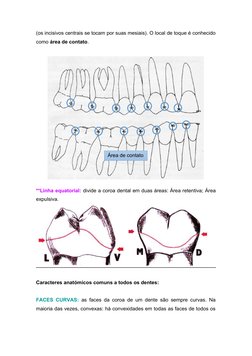 Anatomia dos Dentes e Suas Estruturas | PDF | Dente | Anatomia dental
