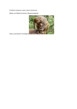Soko Mukanya Totem Praise | PDF