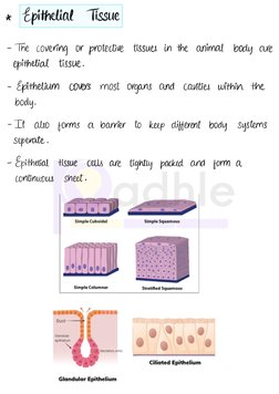 Padhle - Tissues - Class 9 Science Handwritten Notes | PDF