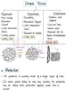 Padhle - Tissues - Class 9 Science Handwritten Notes | PDF