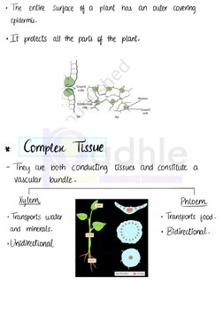 Padhle - Tissues - Class 9 Science Handwritten Notes | PDF