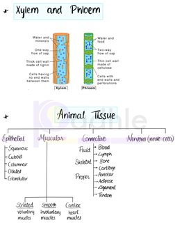Padhle - Tissues - Class 9 Science Handwritten Notes | PDF