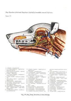 Dog Anatomy and Dissection Guide | PDF