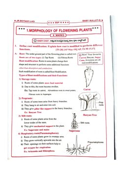 JR Botany Ipe Baby Bullet | PDF | Leaf | Fertilisation