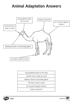 Camel Adaptations for Desert Survival | PDF | Camel | Desert