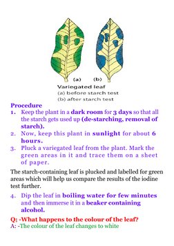 Variegated Leaf Starch Test Experiment | PDF | Leaf | Photosynthesis